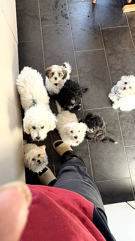 Bichon Frise × Shih-Tzu (Shichon) Welpen Canton Zurich - anibis.ch