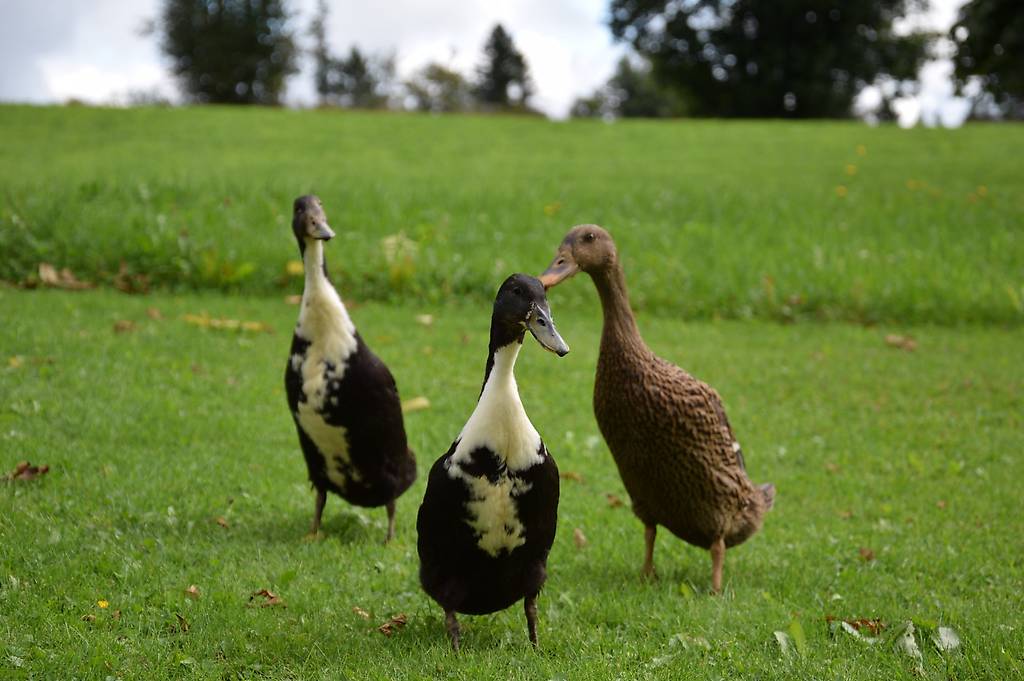 Canards coureurs indiens à vendre ou à échanger Canton Berne - anibis.ch