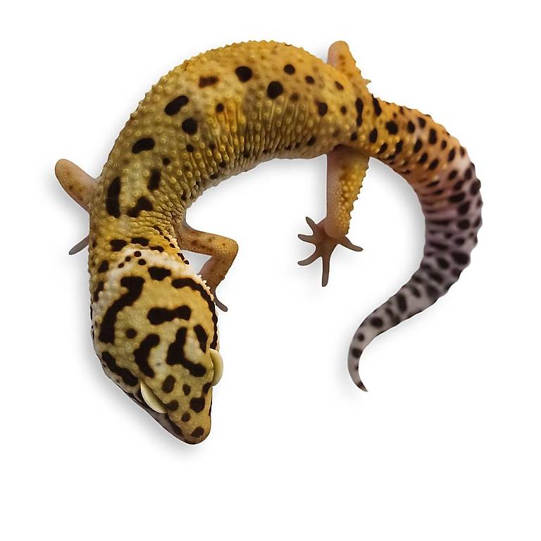 Gecko Leopard 2025 Canton Genève - anibis.ch