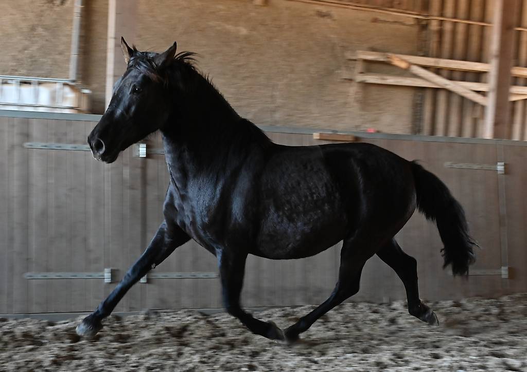 Super PRE Rapp Stute 6j. alt Canton Zurich - anibis.ch