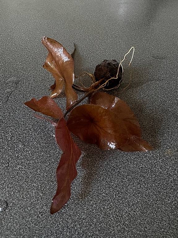 4 Plantes d'aquarium à donner Canton Vaud - anibis.ch