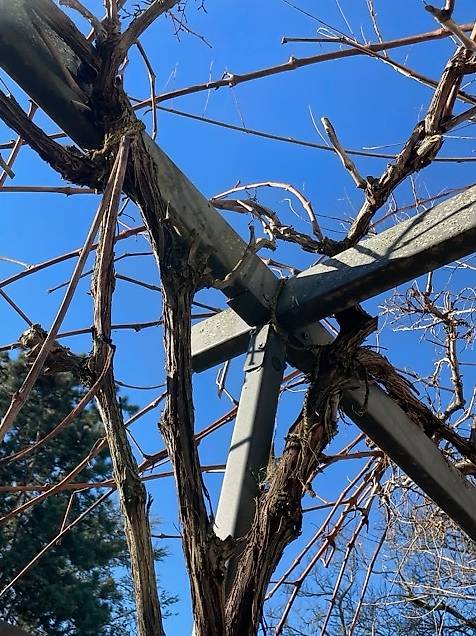 Pergola d'occasion Canton Vaud - anibis.ch