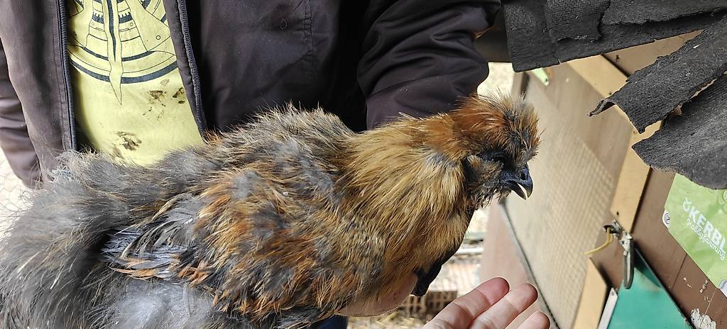 Coqs Soie à donner Canton Vaud - anibis.ch