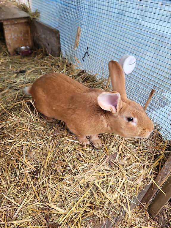 Deux Lapin adulte à vendre Canton Fribourg - anibis.ch