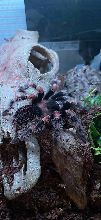 Brachypelma hamorii Canton Neuchâtel - anibis.ch