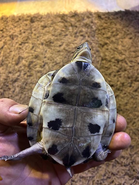 Seltene Cuora Amboniensis im Kanton St. Gallen - anibis.ch