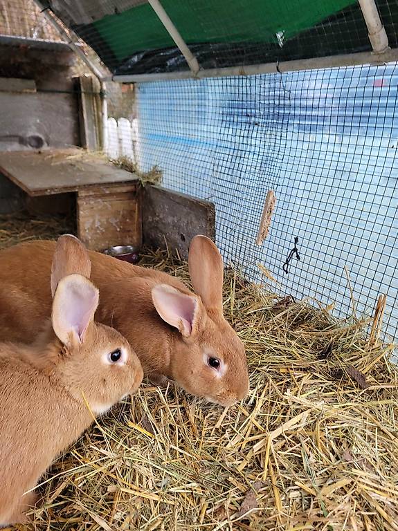 Deux Lapin adulte à vendre Canton Fribourg - anibis.ch