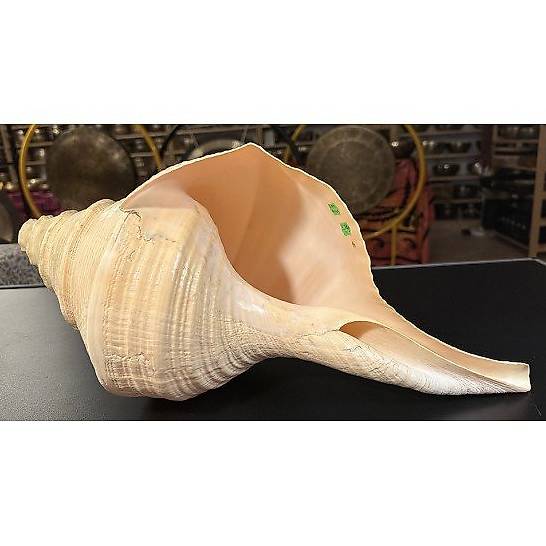 Extra Large Plain Conch Shell Canton Neuchâtel - anibis.ch