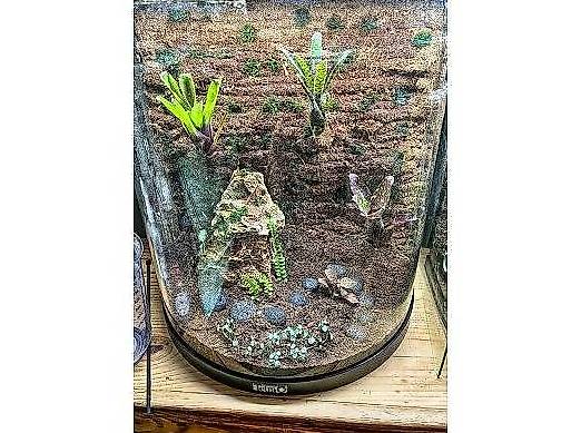 Terrarium Végétal Tetra N2 Un bout de nature chez vous ! Cantone ...