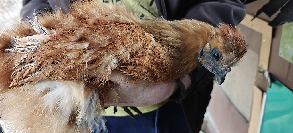 Coqs Soie à donner Canton Vaud - anibis.ch