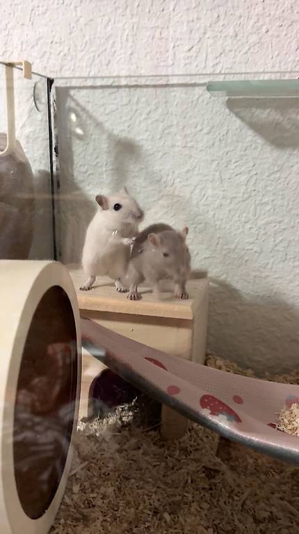 Zwei weibliche Rennmäuse zu vergeben Canton Zurich - anibis.ch