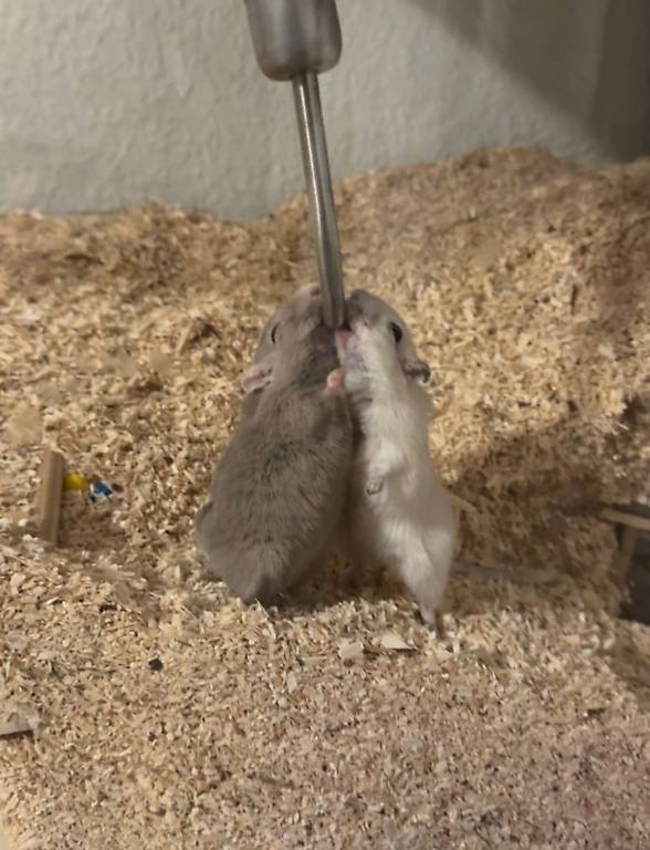 Zwei weibliche Rennmäuse zu vergeben Canton Zurich - anibis.ch