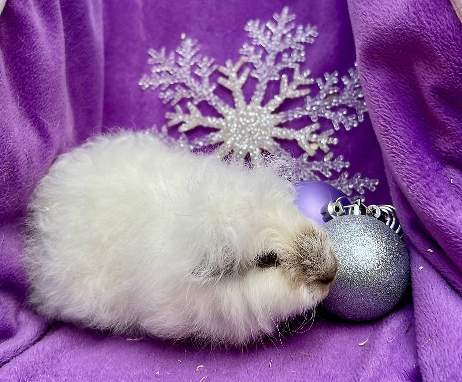 Junge Meerschweinchen Canton Glaris - anibis.ch