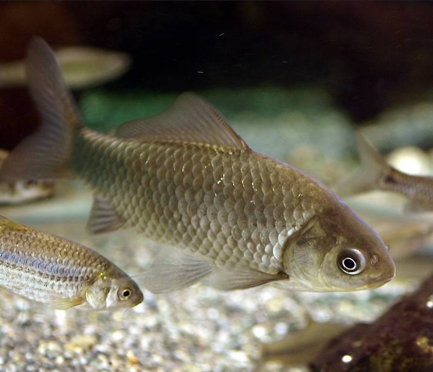 Poissons rouges Canton Vaud - anibis.ch