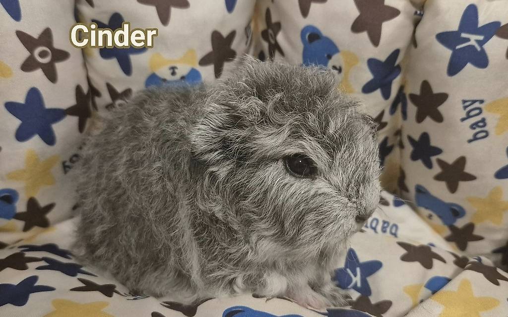 Mignon bébé cochon d'inde Teddy CH Canton Vaud - anibis.ch