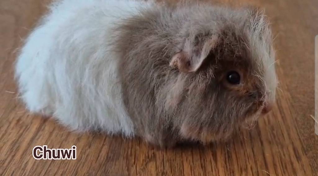 Mignon bébé Teddy CH Tricolore Ardoise Réservé Canton Vaud - anibis.ch