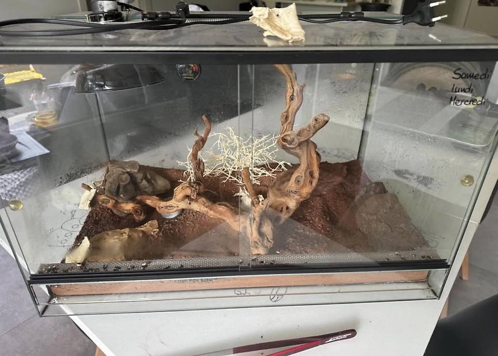 Terrarium Canton Valais - anibis.ch