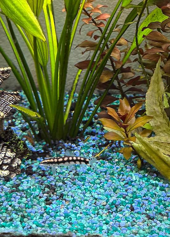 Poisson (botia) à donner Canton Vaud - anibis.ch