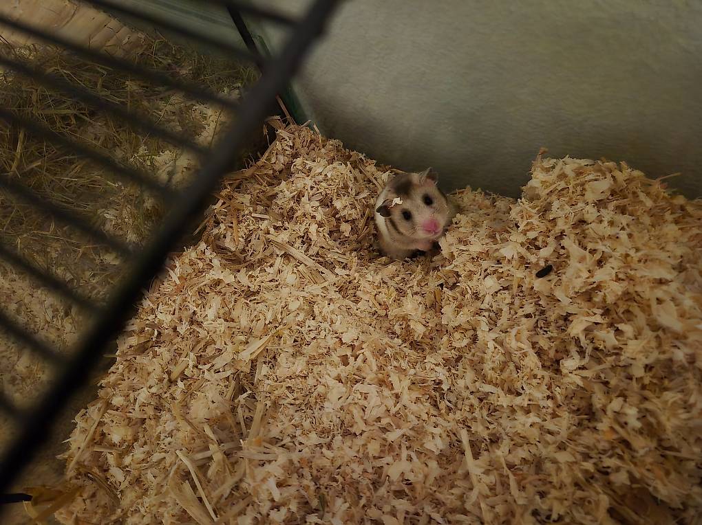 Hamster dame mit komplettem haus Canton Zurich - anibis.ch