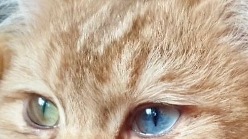 Mâle British Shorthair Celeste rare aux yeux vairons Canton Genève ...