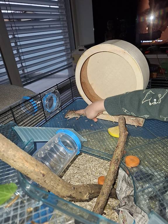 Souris africaines rayées Canton Vaud - anibis.ch