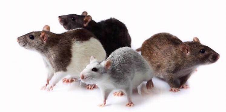 Ratten Babys bébés rats im Kanton Freiburg - anibis.ch