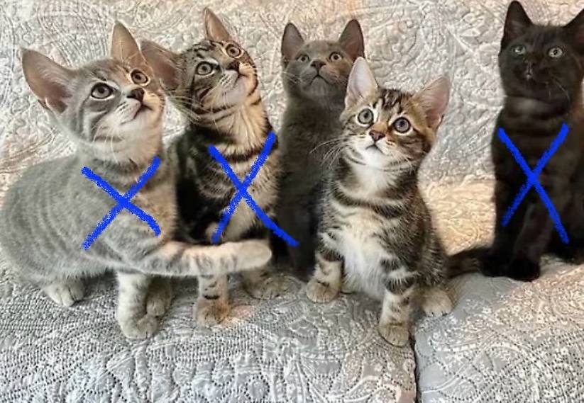 Chatons Maine-Coon x Chartreux Canton Vaud - anibis.ch