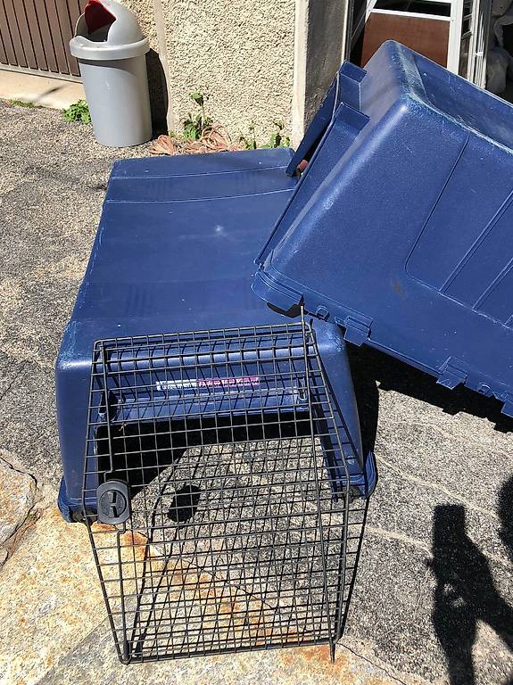 Box pour chien / Hundebox (Flugbox) grand/gross Canton Neuchâtel ...