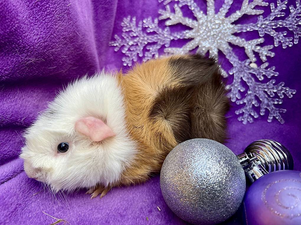 Junge Meerschweinchen Canton Glaris - anibis.ch