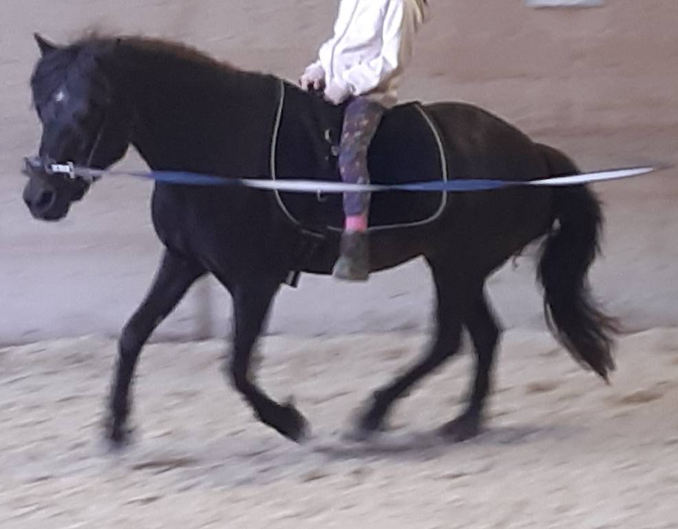 Pony zu Verfügung / an Futter / Reitbeteiligung Canton Basel-Landschaft ...
