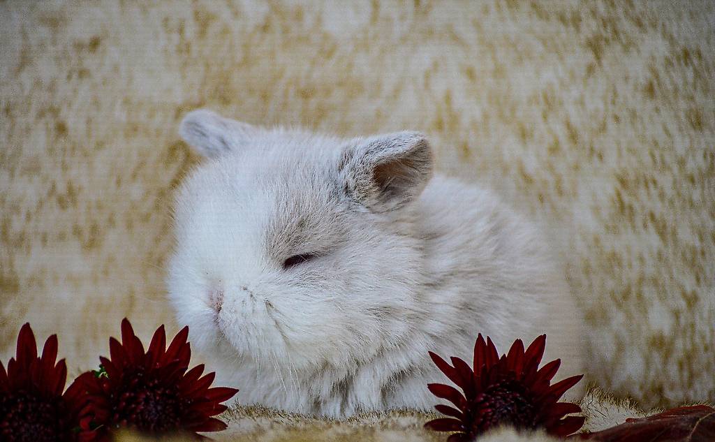 Trop mignon bébés minilops lapins nains Canton Fribourg - anibis.ch