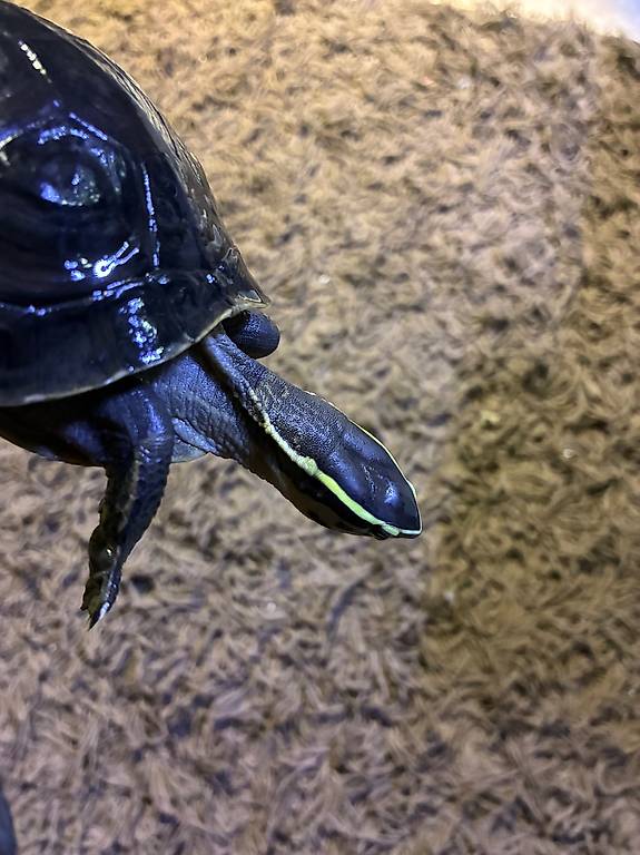 Seltene Cuora Amboniensis im Kanton St. Gallen - anibis.ch