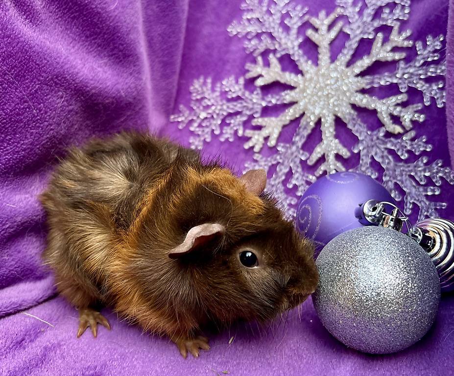 Junge Meerschweinchen Canton Glaris - anibis.ch