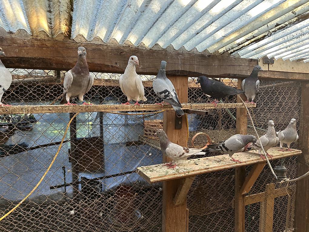 Pigeon Vivant Vendre