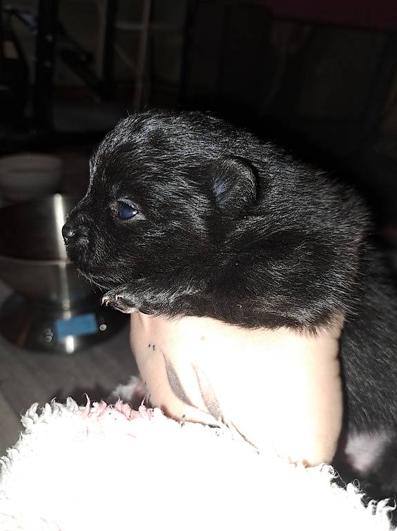 Spitz nain pomeranian femelle Canton Vaud - anibis.ch