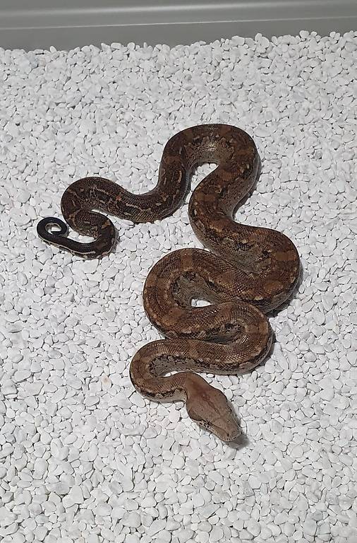 Boa Constrictor Imperator Canton Zurich - anibis.ch