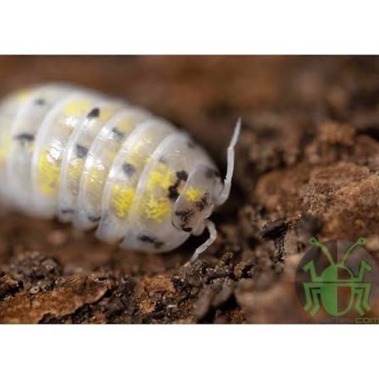 Magic potion Canton Vaud - anibis.ch