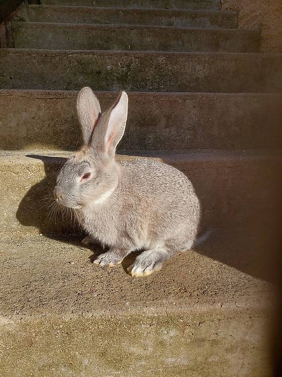 Bébé lapin croisé géant des flandres mâle Canton Vaud - anibis.ch