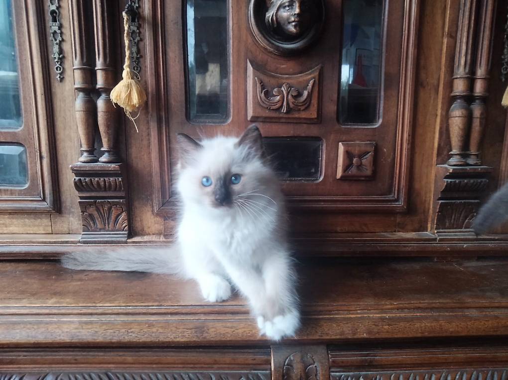 Magnifique petite femelle RAGDOLL Canton Vaud - anibis.ch