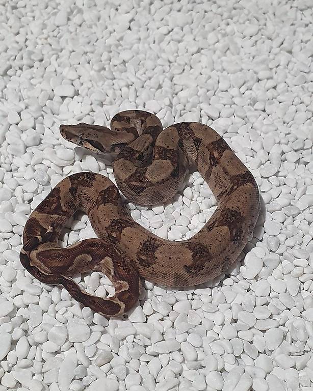 Boa Constrictor Hypo 100% Het Blood Canton Zurich - anibis.ch