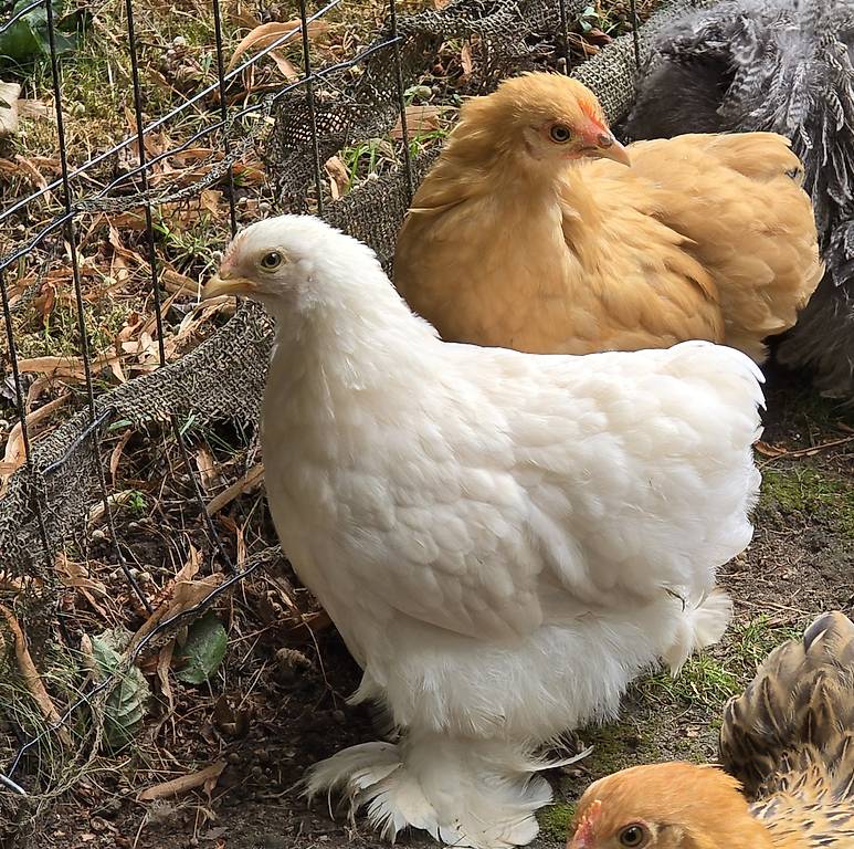 Poussins de race Pékin, la boule de plumes familiale Canton Fribourg ...