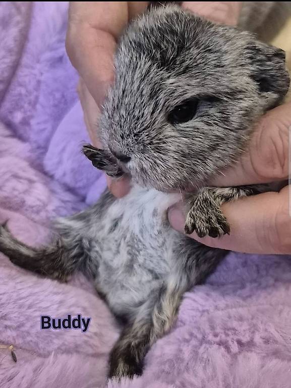 Mignon bébé cochon d'inde Teddy CH Canton Vaud - anibis.ch