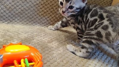 136 annonces dans Chats - Genève - anibis.ch