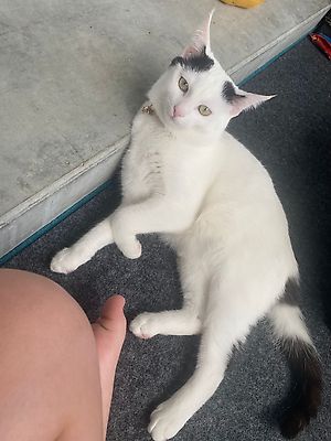 Chats | 182 annonces - anibis.ch